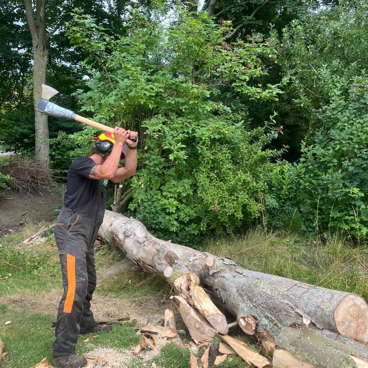 Boom Verwijderen? Kosten 2025 En Compleet Stappenplan